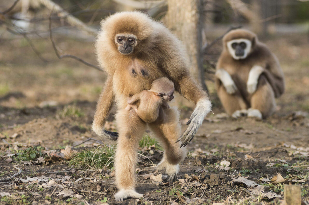Cherishing Bond Between Baby Gibbon and Mother Wallpaper | Background ...