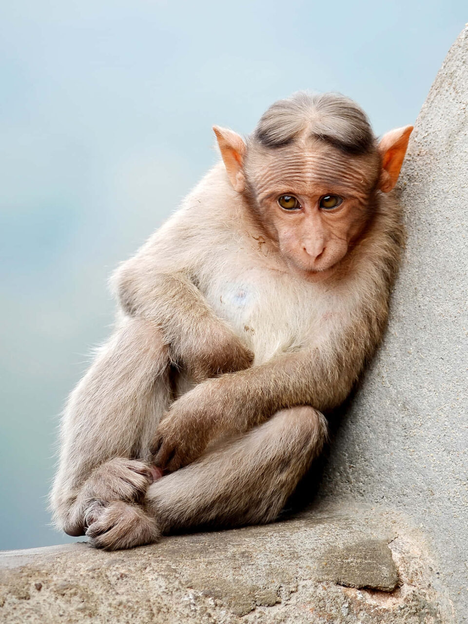 Cute Baby Monkey Wallpaper | Background FREE Download - Vulplex.com