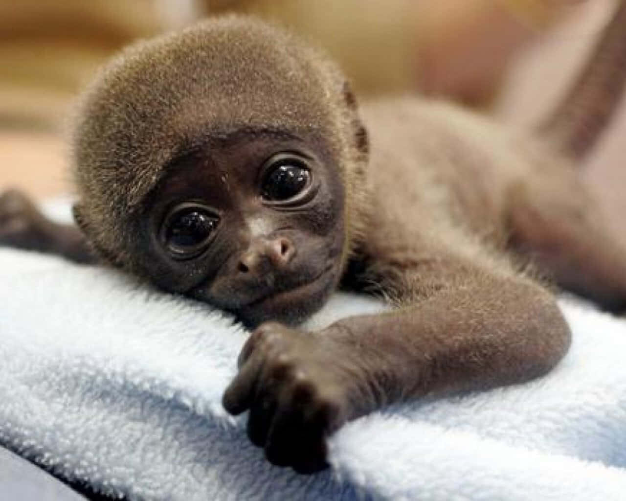 Adorable Baby Monkey on Soft Blue Wallpaper | Background FREE Download ...