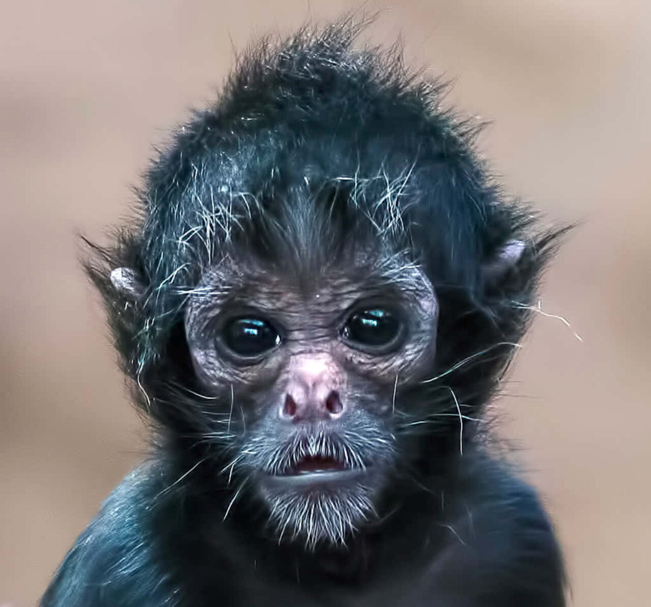 Charming Baby Monkey Wallpaper | Background FREE Download - Vulplex.com