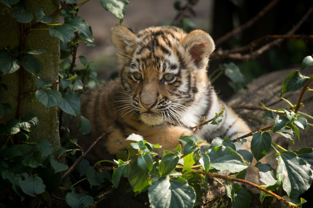 Adorable Brown Baby Tiger in Nature Wallpaper | Background FREE ...