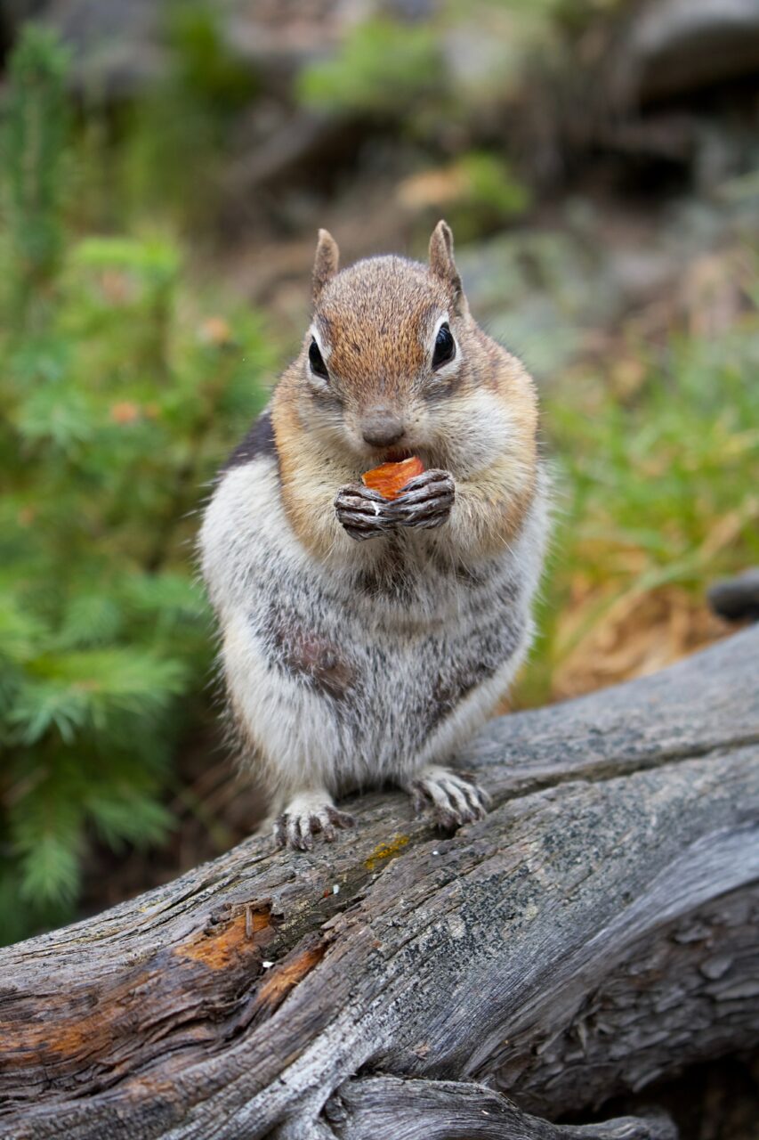 Chipmunk Delight in Forest Wallpaper | Background FREE Download ...
