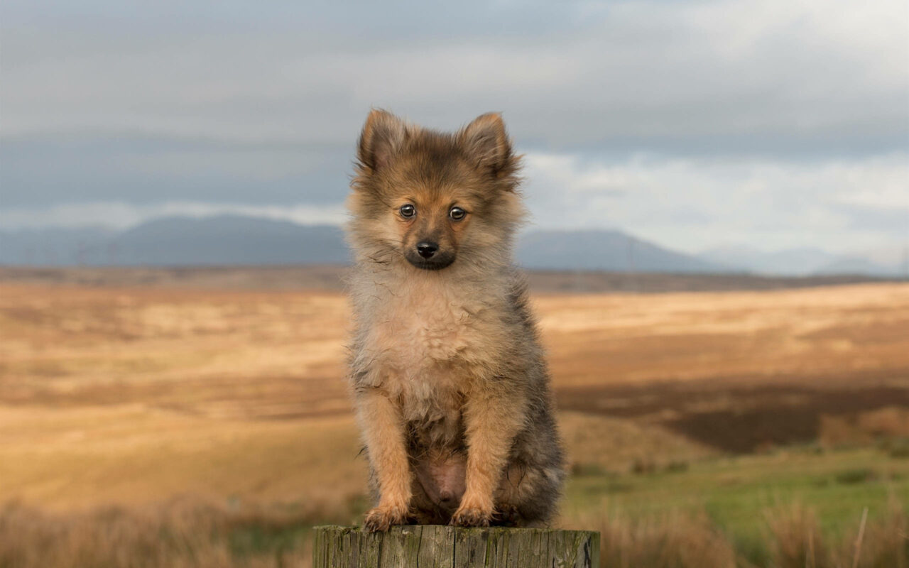 Charming German Spitz Puppy in Desert Wallpaper | Background FREE ...