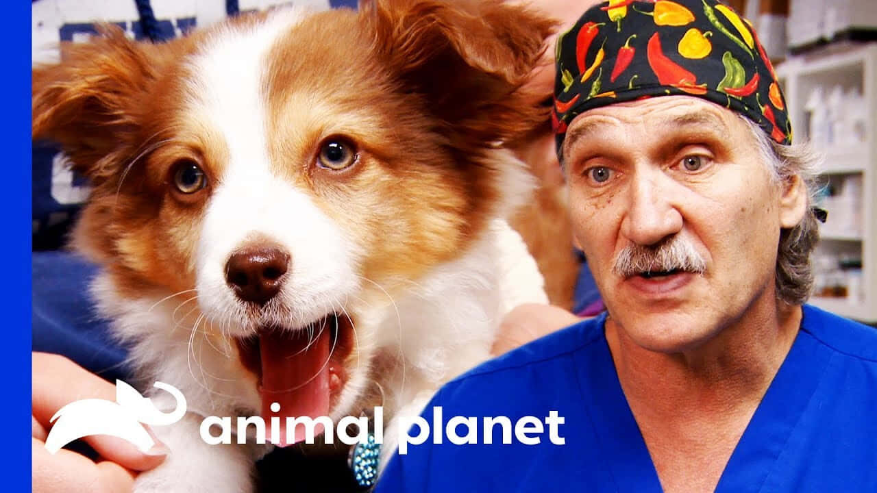 Adorable Dog and Veterinarian Wallpaper | Background FREE Download ...