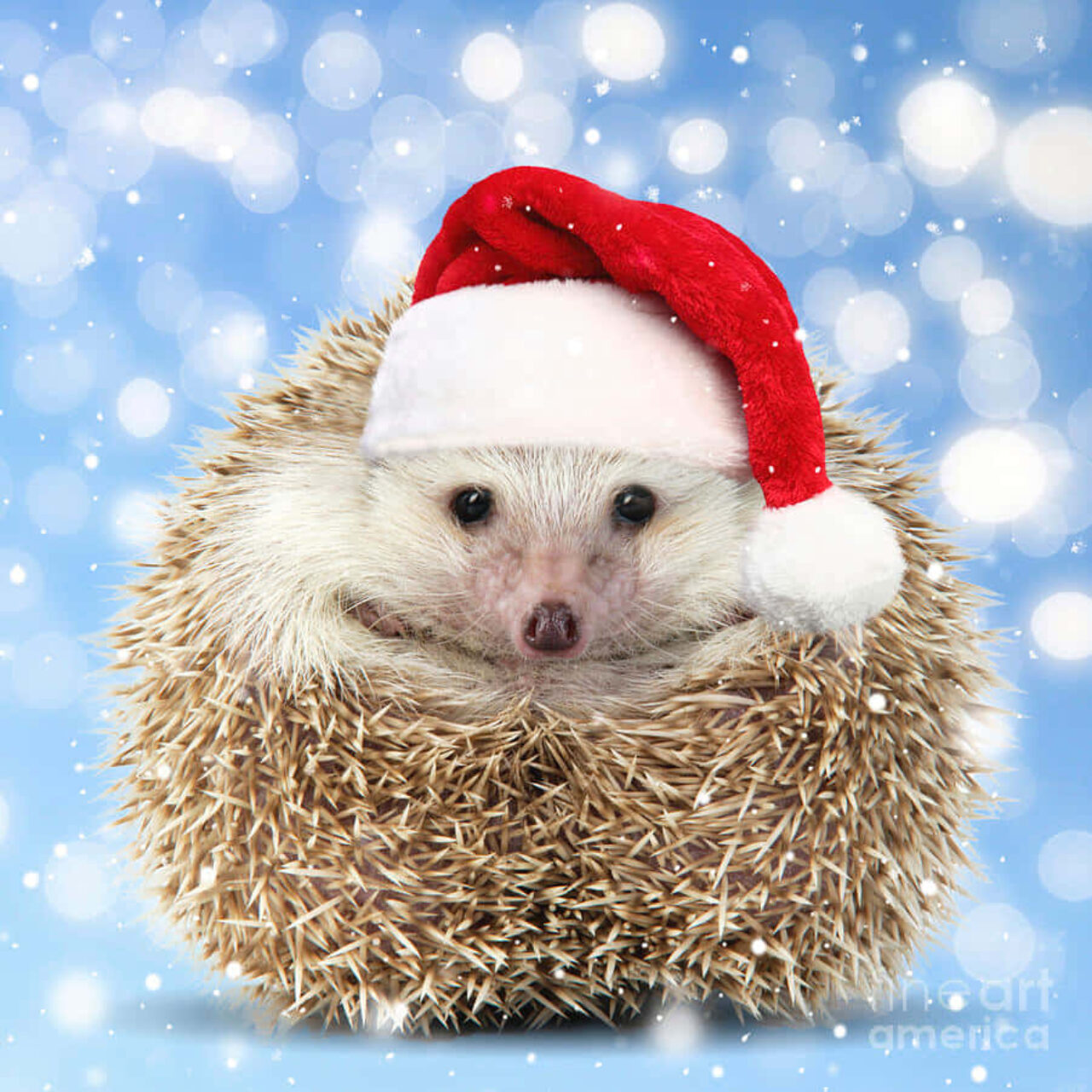Hedgehog Santa Cheer Wallpaper | Background FREE Download - Vulplex.com