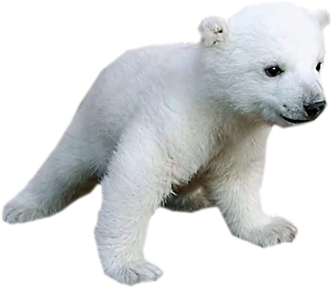 Charming Polar Bear Cub Wallpaper | Background FREE Download - Vulplex.com