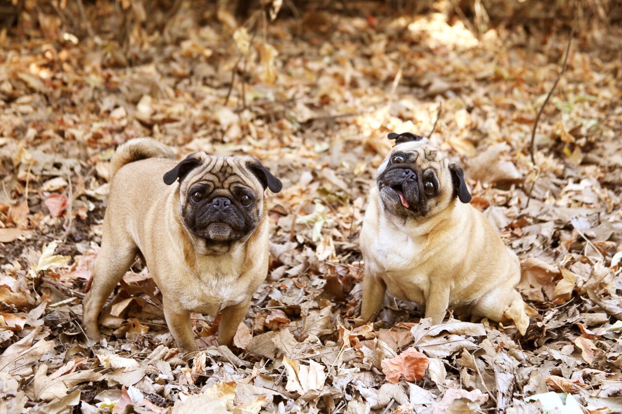 Pugs Playing in Autumn Foliage Wallpaper | Background FREE Download ...