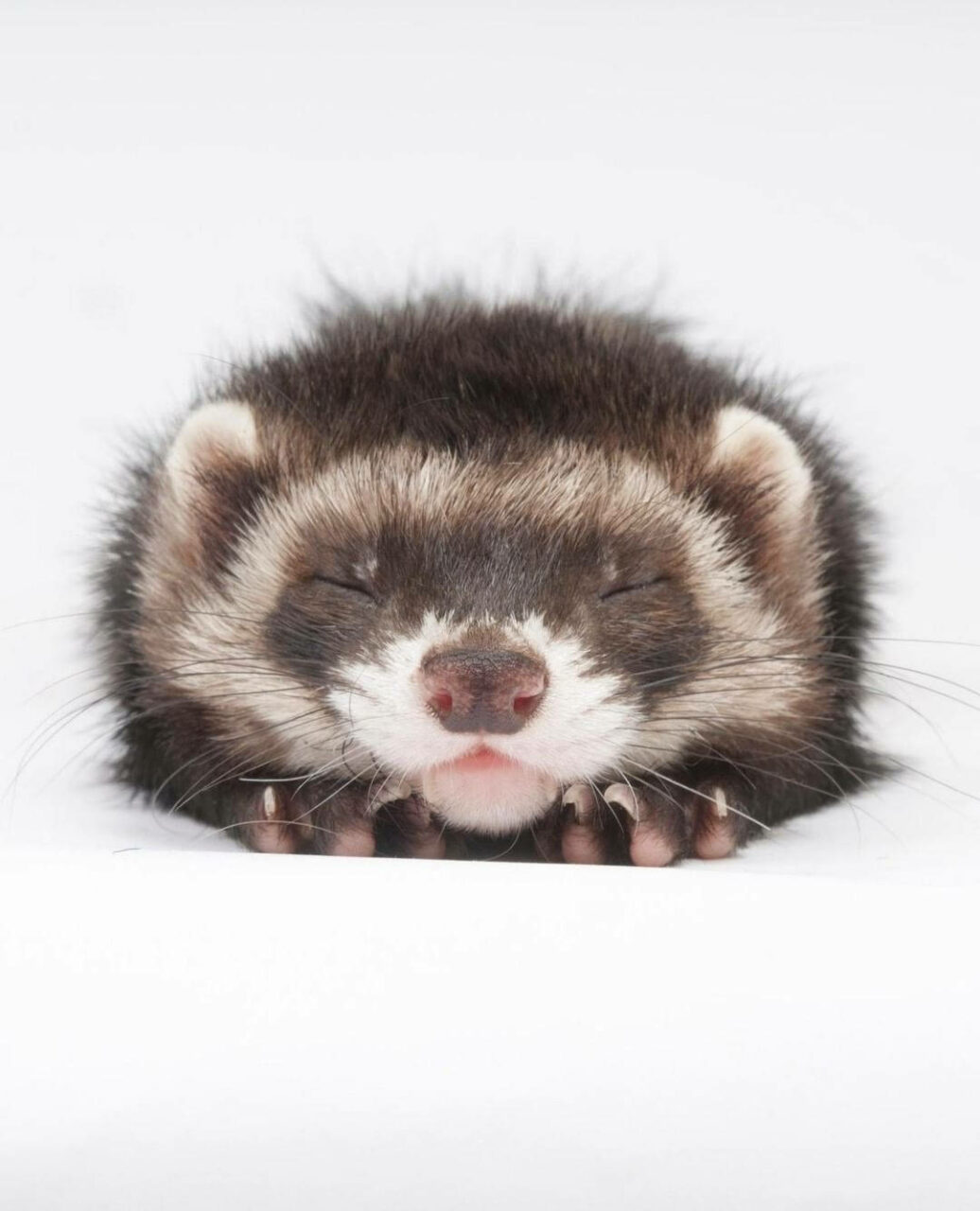Cozy Serenity of a Sleeping Ferret Wallpaper | Background FREE Download ...