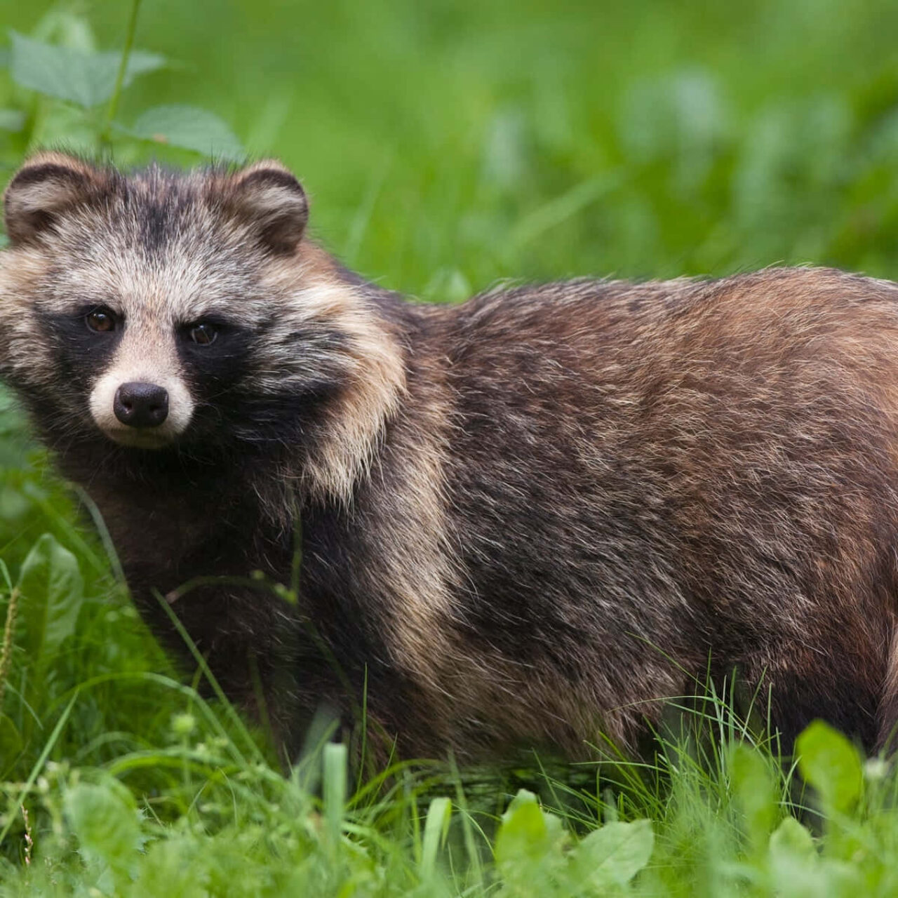 Fluffy Tanuki Among Greenery Wallpaper | Background FREE Download ...