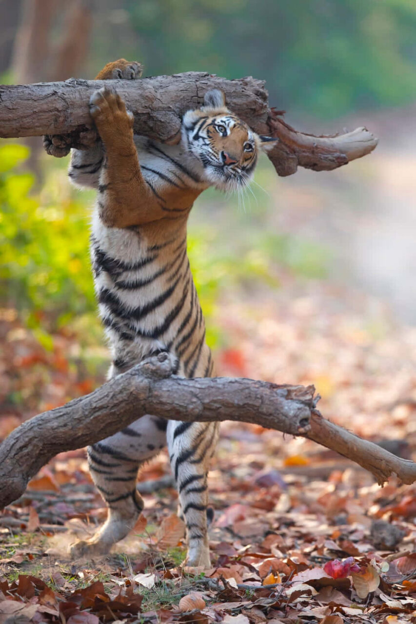 Curious Tiger Cub in Forest Wallpaper | Background FREE Download ...