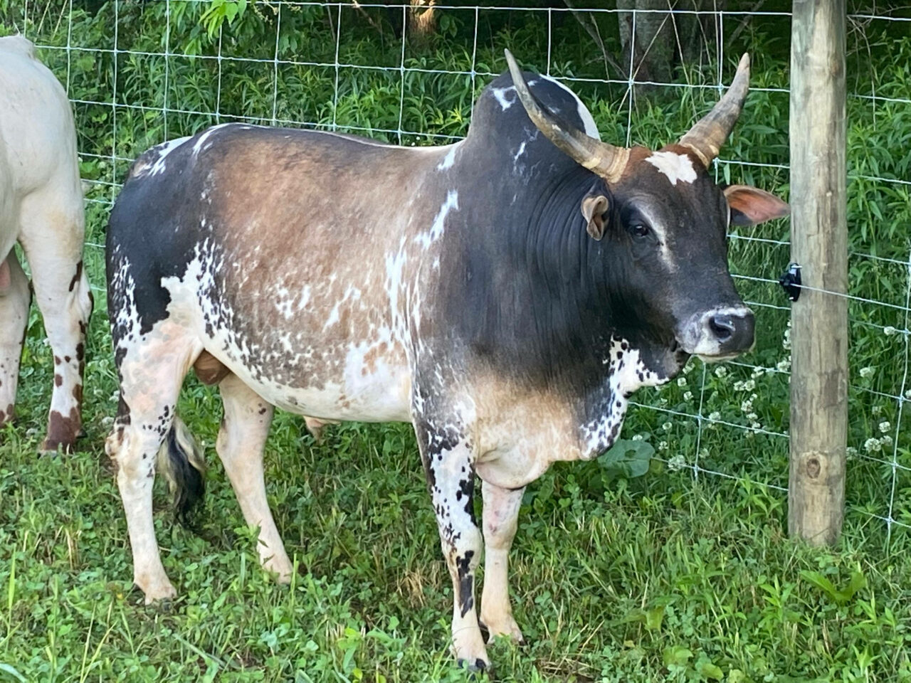 Majestic Zebu in Grassy Serenity Wallpaper | Background FREE Download ...