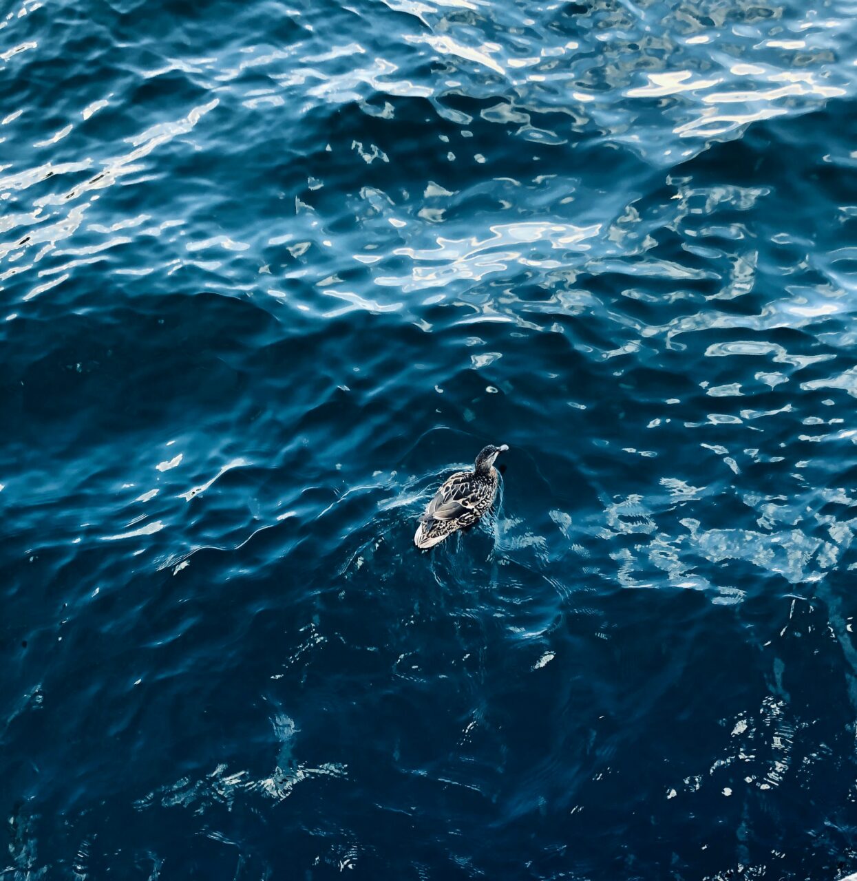 Serene Duck Aerial View Wallpaper | Background FREE Download - Vulplex.com