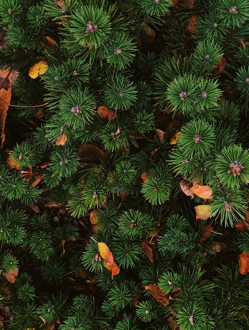 Aerial Spruce Needles and Autumn Leaves Texture Wallpaper | Background ...