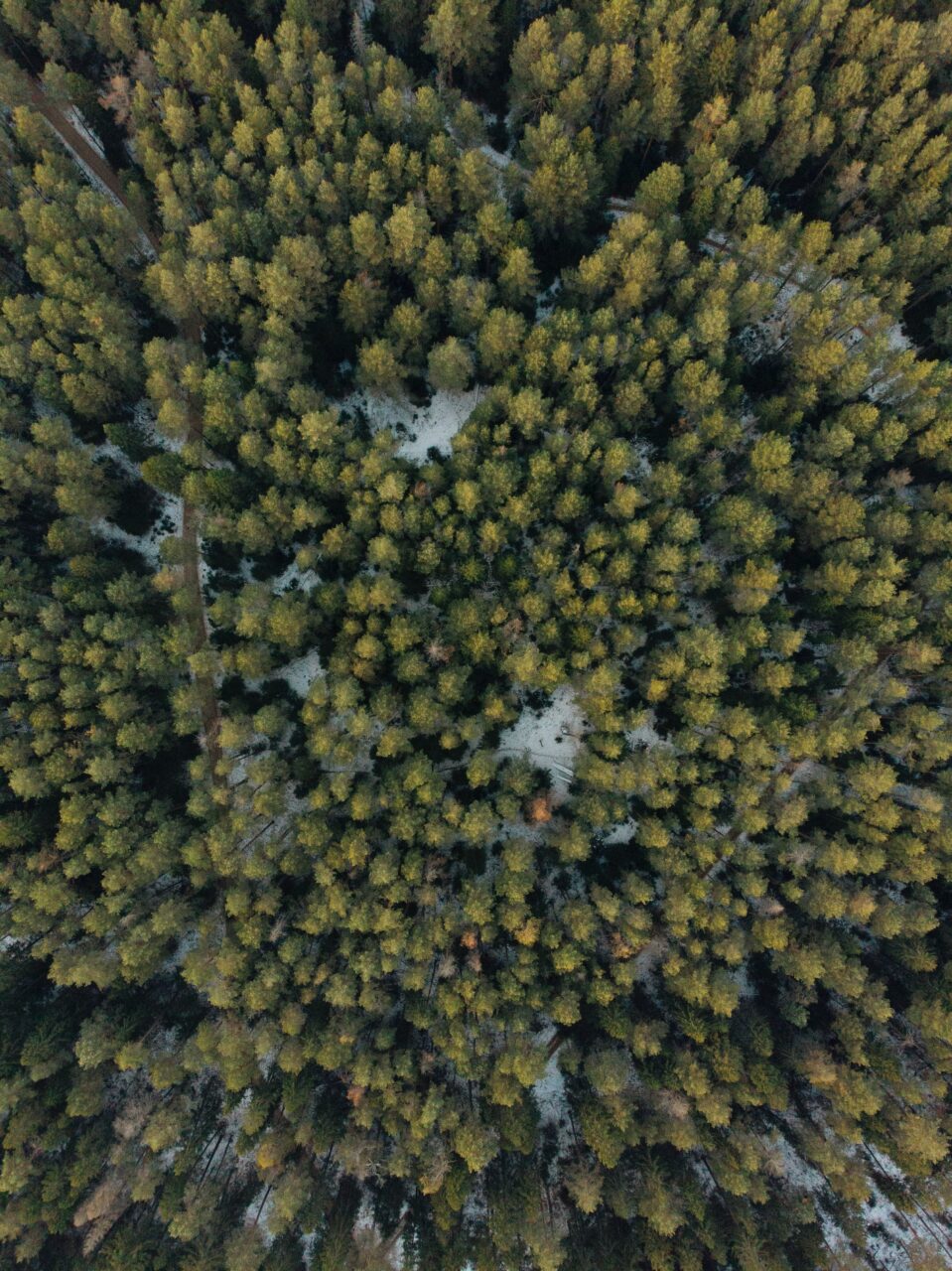 Aerial Forest Contrast Green Trees Snow Wallpaper | Background FREE ...