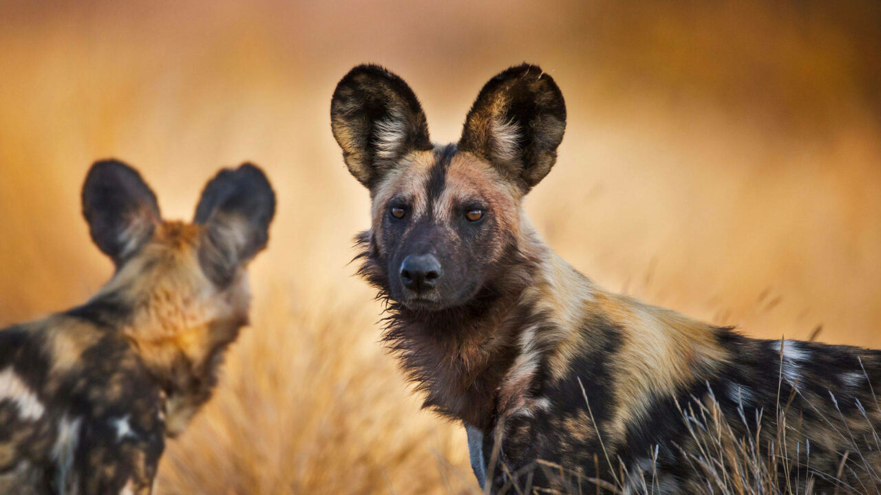 African Wild Dogs Roaming Grasslands Wallpaper | Background FREE ...