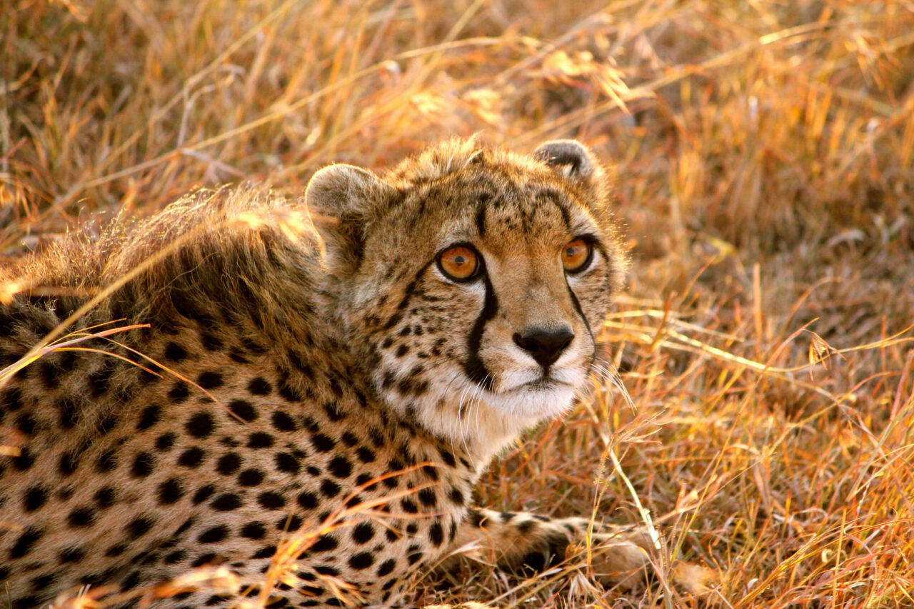 Alert Cheetah on Golden Grass Wild Beauty Wallpaper | Background FREE ...