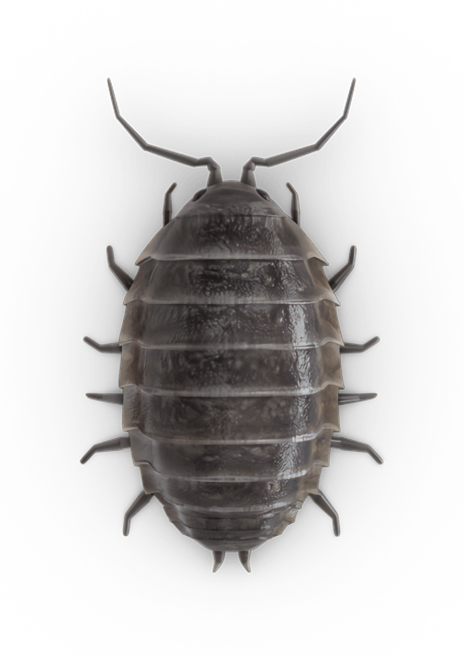 Pill Bug Armor on Black Wallpaper | Background FREE Download - Vulplex.com