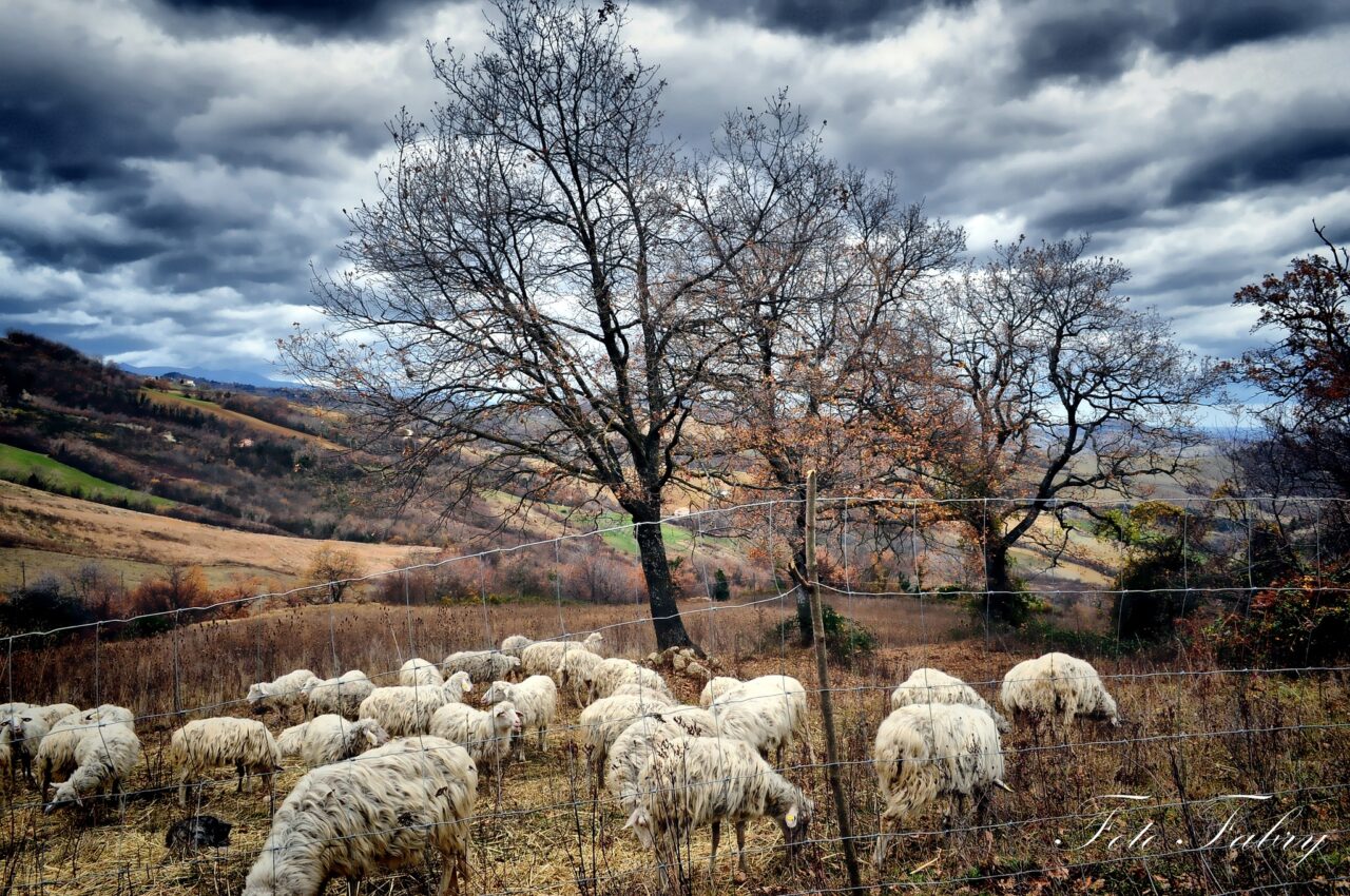 Golden Autumn Sheep Grazing Countryside Wallpaper | Background FREE ...