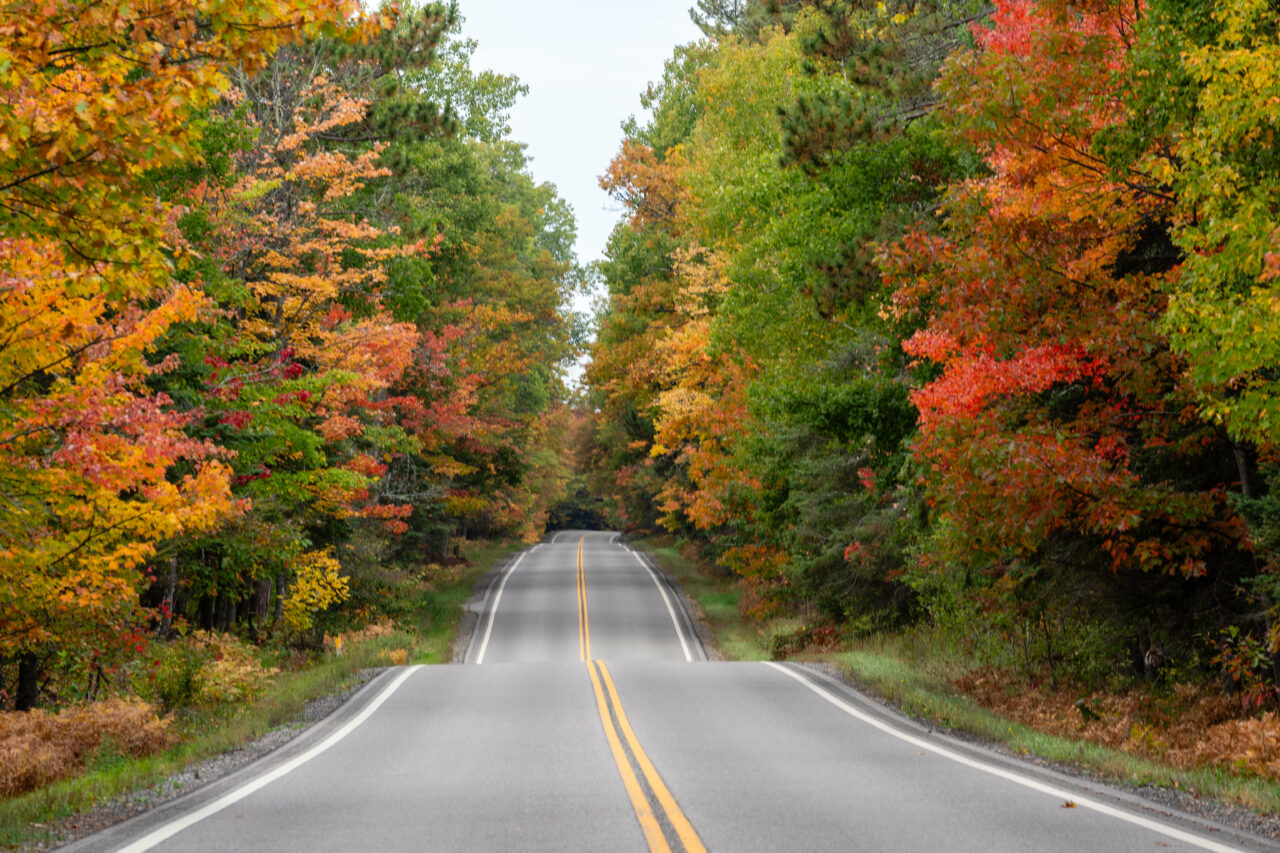Autumn Forest Road with Vibrant Fall Colors Wallpaper | Background FREE ...