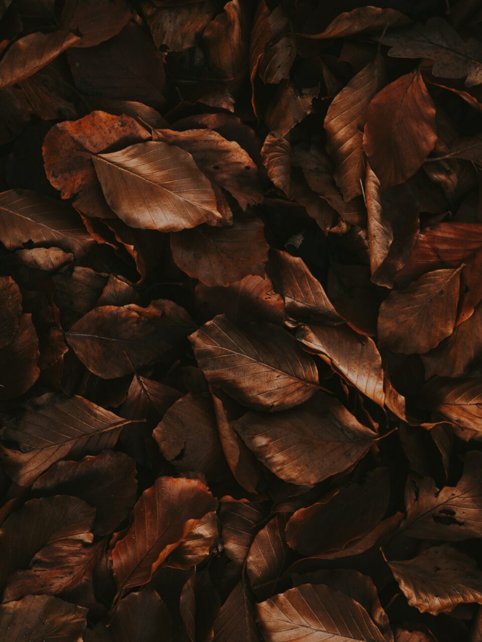Autumn Leaves Texture Warm Tones Natural Earthy Wallpaper | Background ...