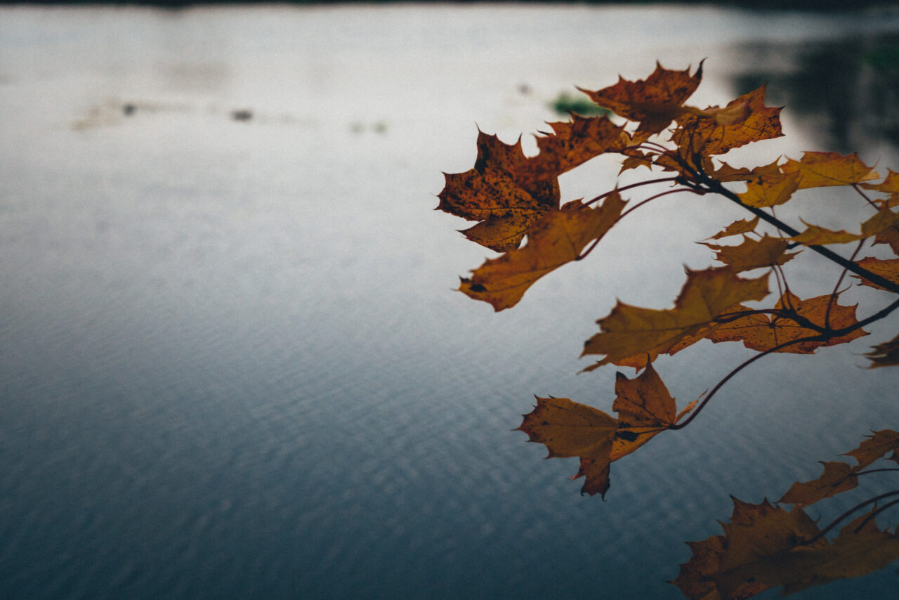 Golden Autumn Leaves Over Calm Lake Tranquil Wallpaper | Background ...