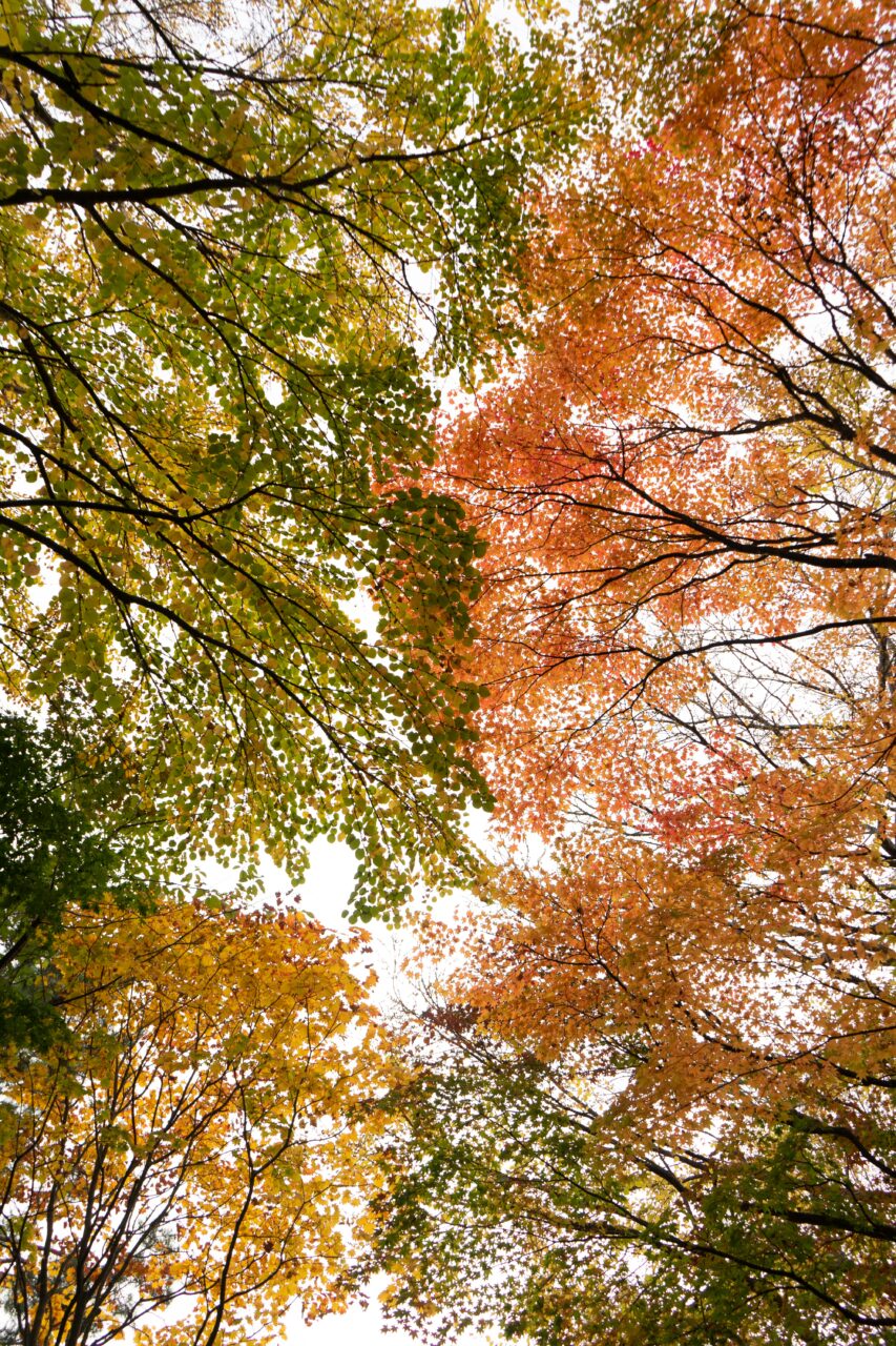 Autumn Tree Canopy with Vibrant Colors Bottom View Wallpaper ...