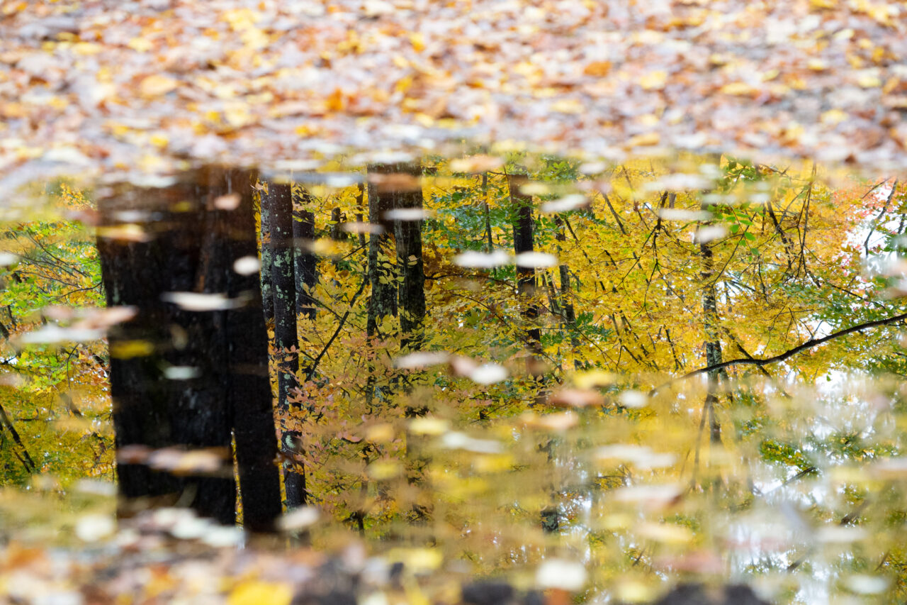 Autumn Tree Reflection with Fallen Leaves Wallpaper | Background FREE ...