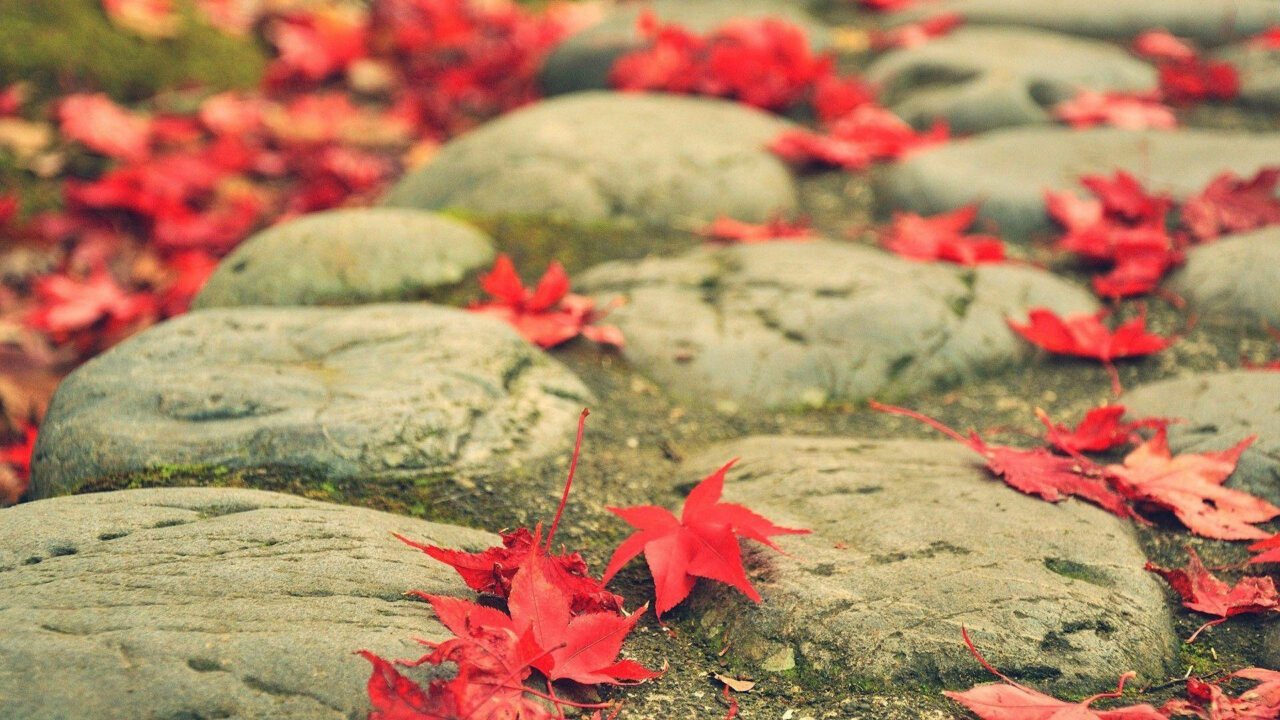 Autumn Maple Leaves Path HD Wallpaper | Background FREE Download ...