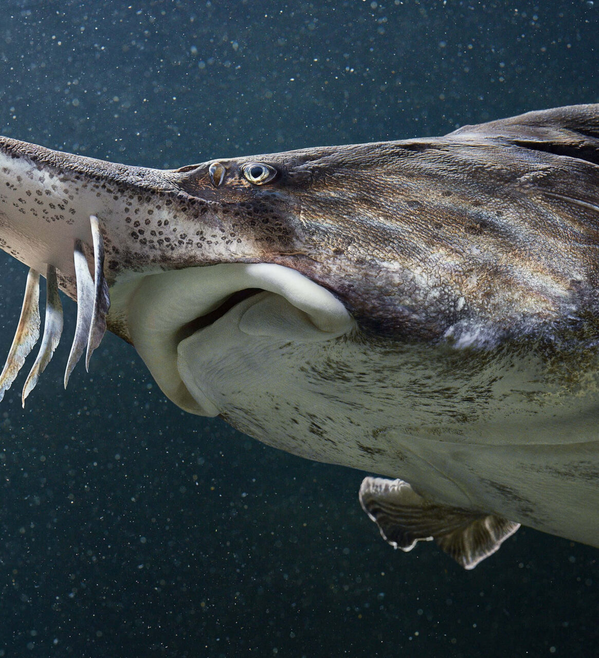 Beluga Sturgeon Close-Up Underwater Texture Wallpaper | Background FREE ...