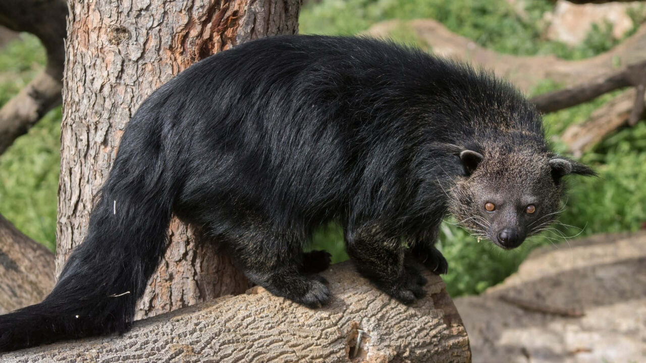 Shaggy Binturong on Tree Branch in Forest Wallpaper | Background FREE ...