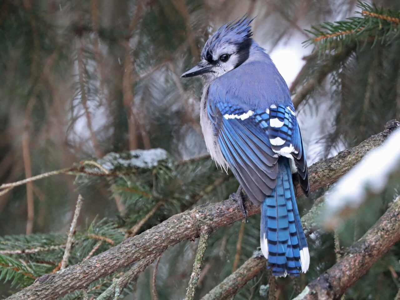Blue Jay in Winter Forest Wallpaper | Background FREE Download ...