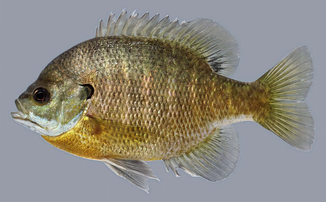 Bluegill Sunfish Side Profile Detailed Scales Wallpaper | Background ...