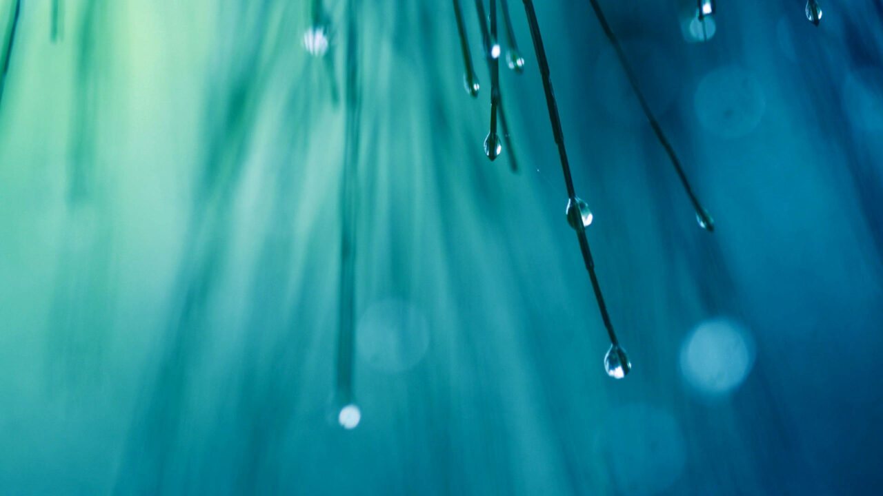 Peaceful Raindrop Plant Stems Wallpaper | Background FREE Download ...