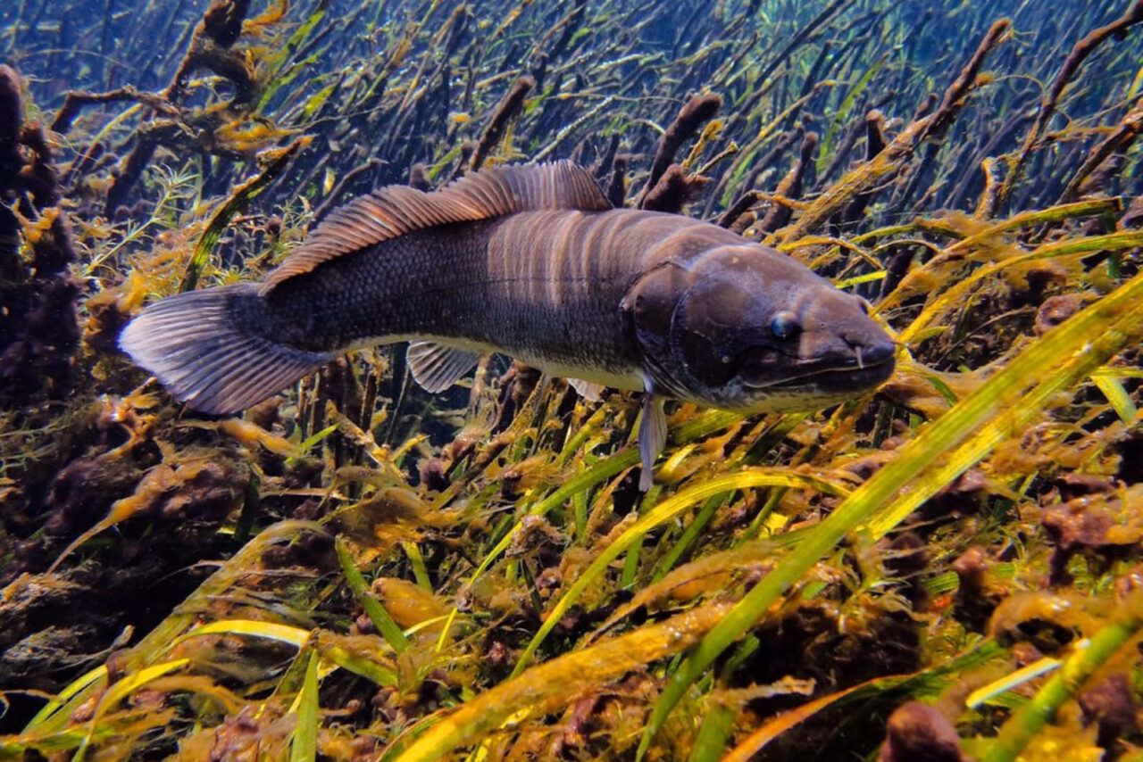Bowfin Fish Among Aquatic Plants Natural Underwater Wallpaper ...