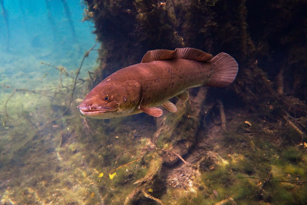 Bowfin Fish Underwater Scene Natural Habitat Wallpaper | Background ...