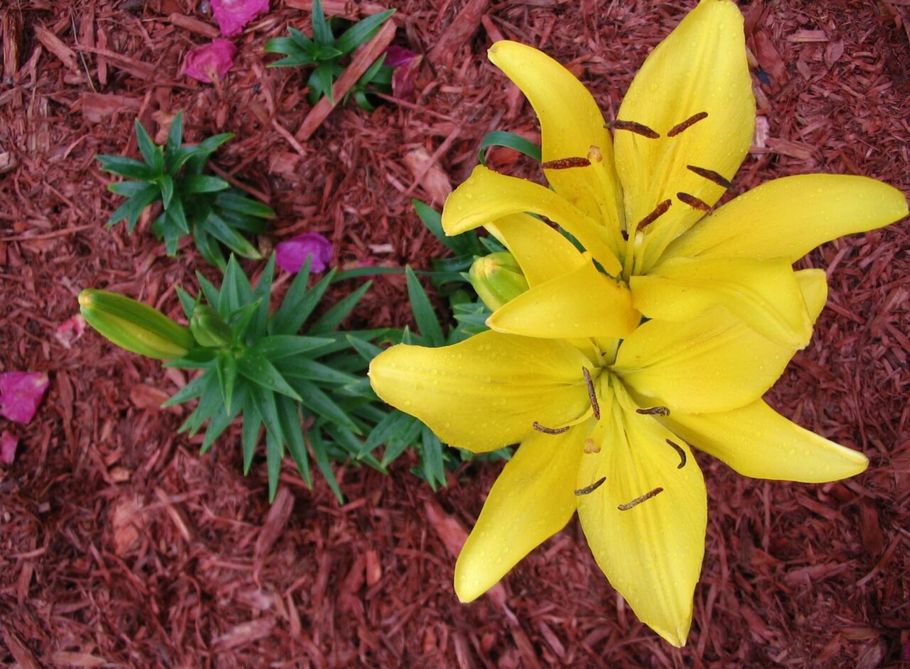 Bright Yellow Lily Blooming Oasis Wallpaper | Background FREE Download ...