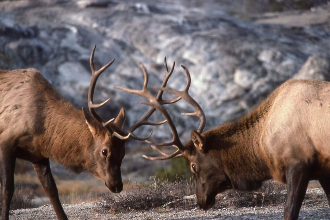 Bull Elk Antler Clash in Rocky Terrain Wildlife Wallpaper | Background ...