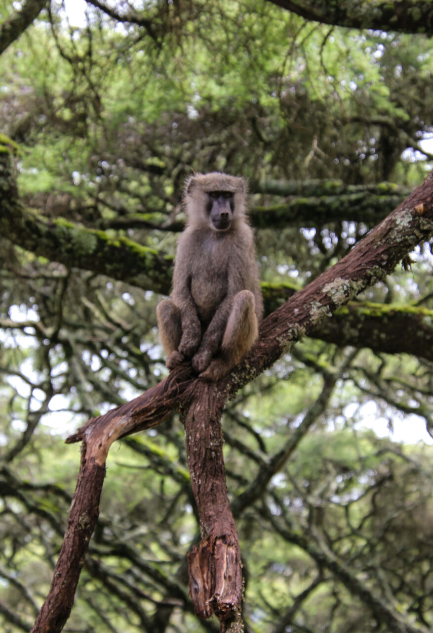 Calm Baboon on Tree Branch in Lush Forest Wallpaper | Background FREE ...
