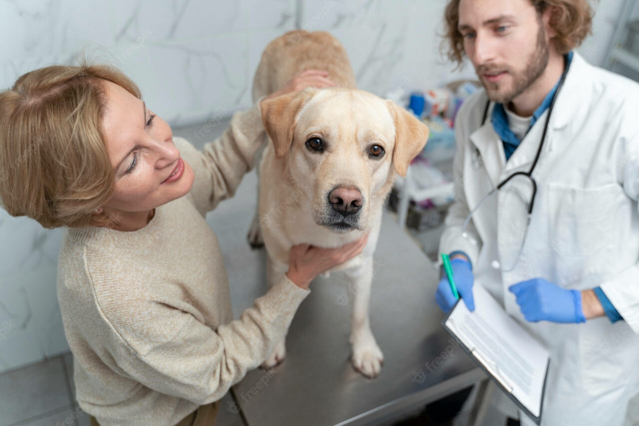 Calm Labrador Vet Checkup in Modern Clinic Wallpaper | Background FREE ...