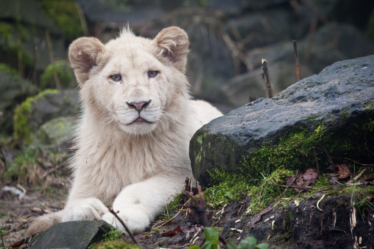 Lion's Calm Majesty in Nature Wallpaper | Background FREE Download ...