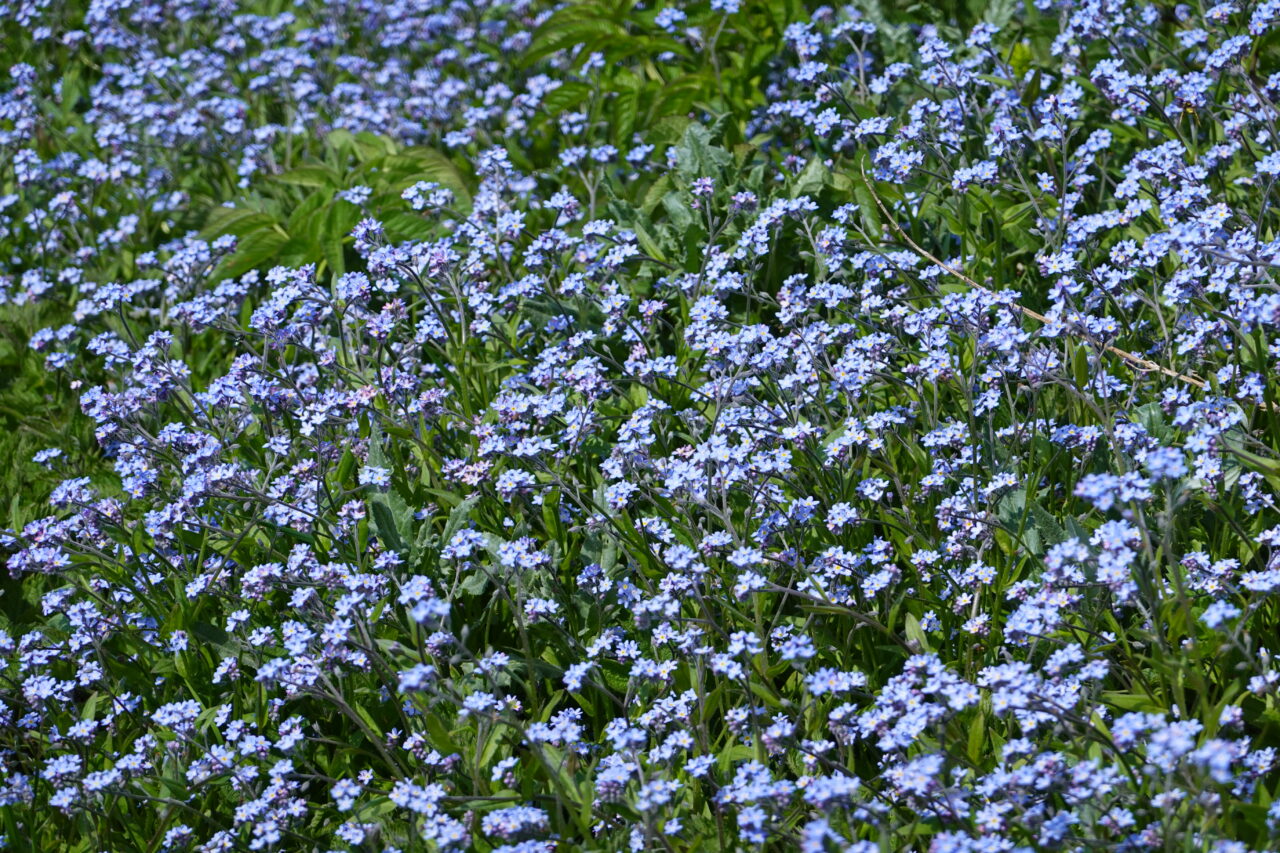 Blue Flower Field Serenity Wallpaper | Background FREE Download ...