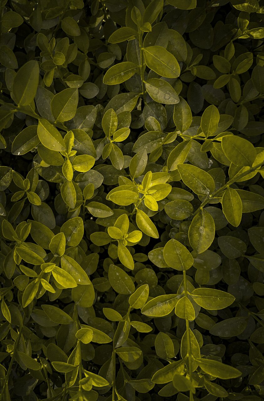 Serene Greenery Embracing Nature Wallpaper | Background FREE Download ...
