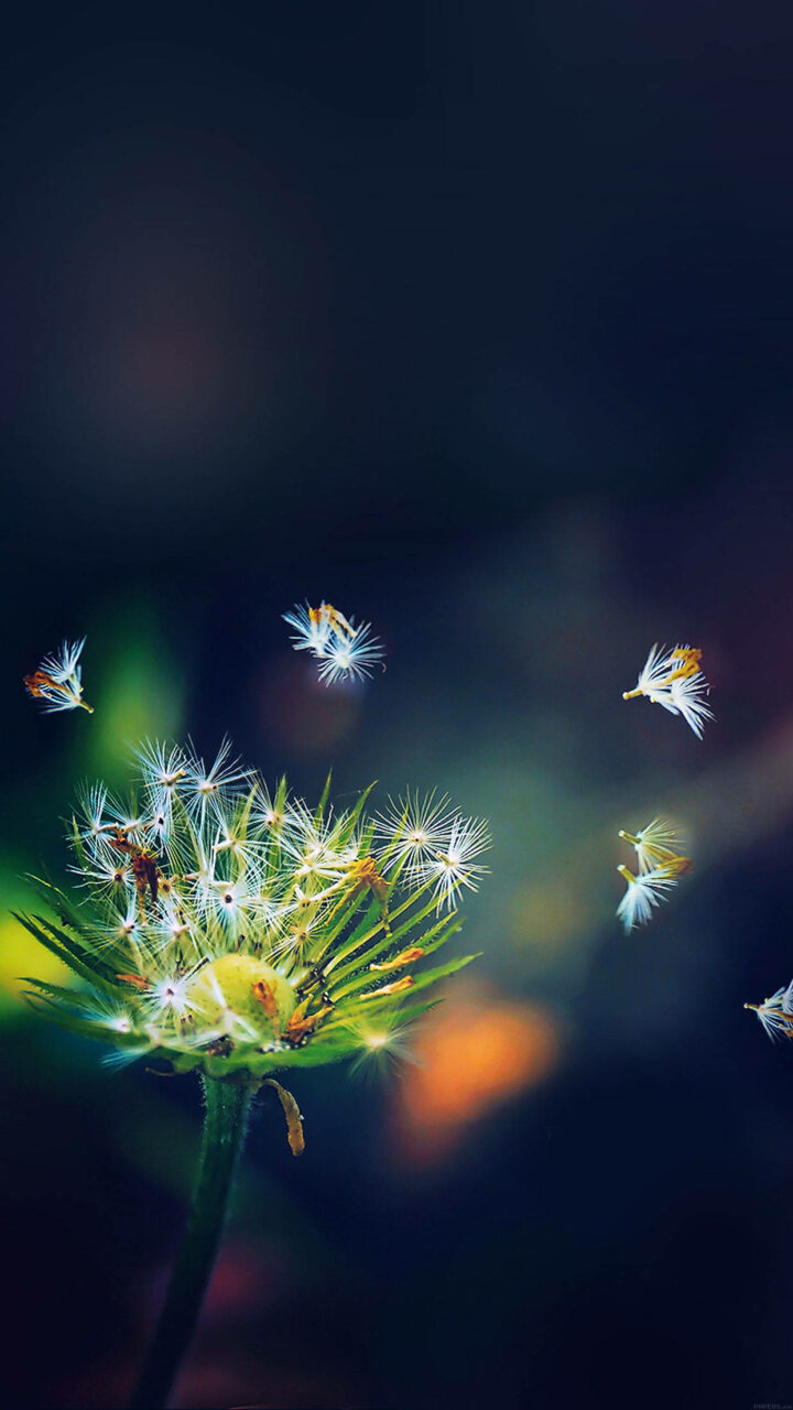 Blown Dandelion Flower Phone Wallpaper | Background FREE Download ...