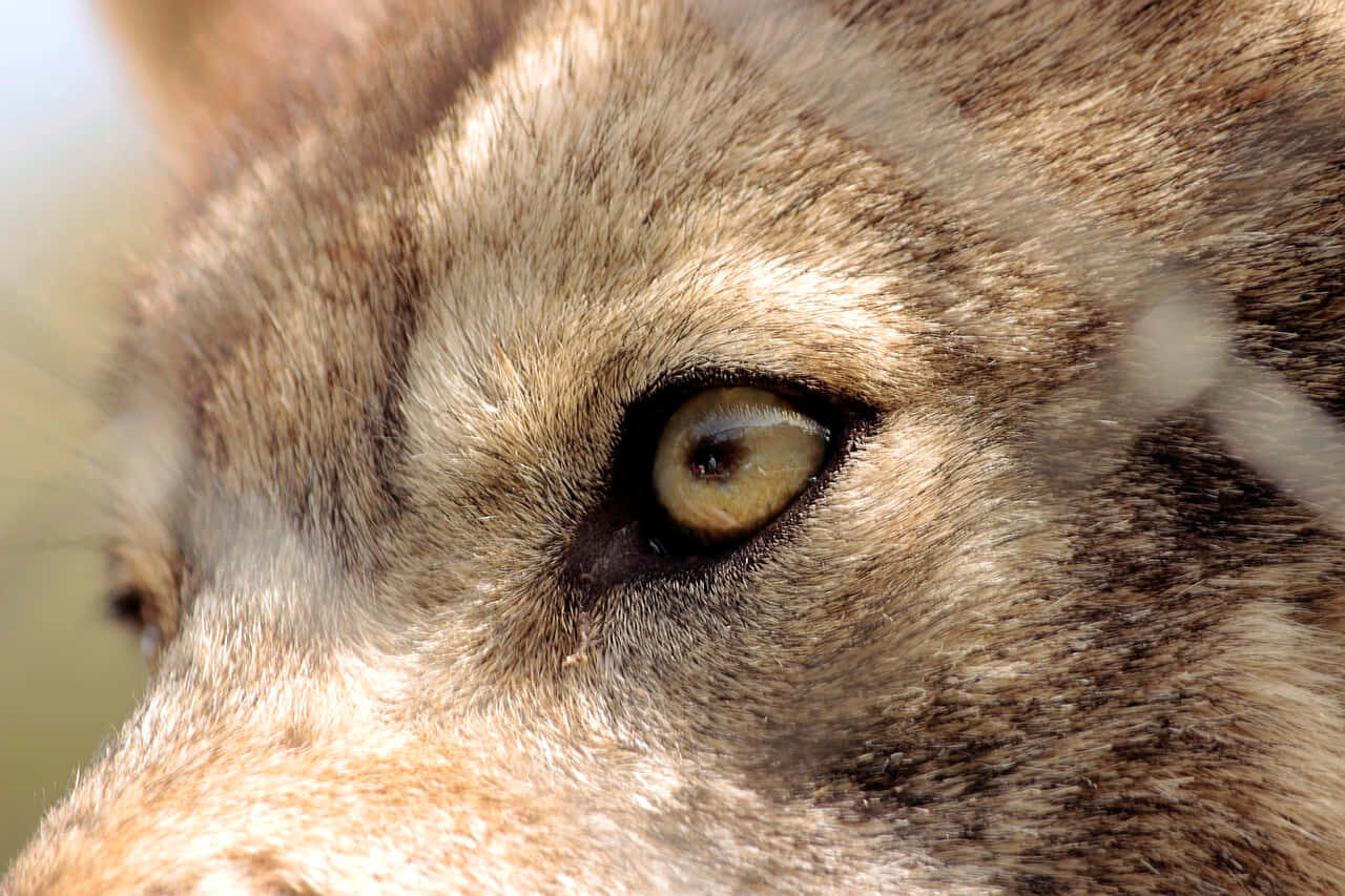 Mesmerizing Wolf Eyes in Nature Wallpaper | Background FREE Download ...