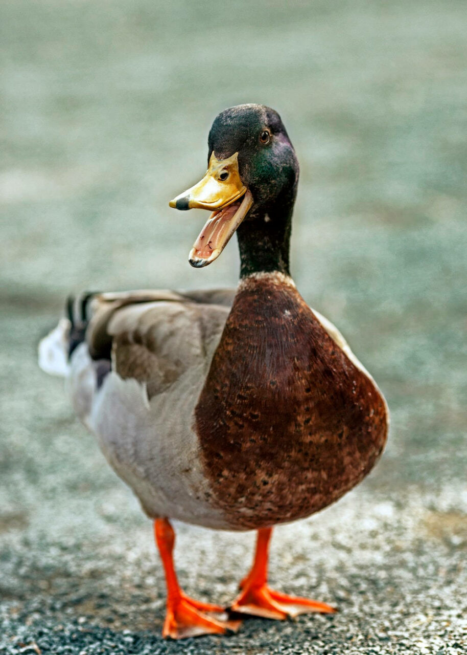 Charming Brown Duck Quacking Wallpaper | Background FREE Download ...