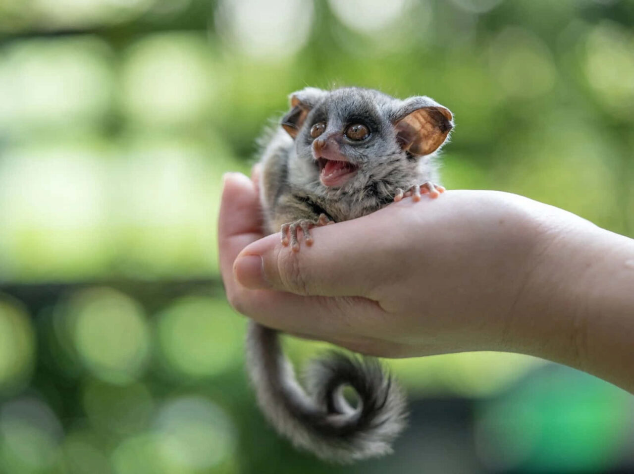 Cute Bush Baby Galago on Hand Nature Close-Up Wallpaper | Background ...