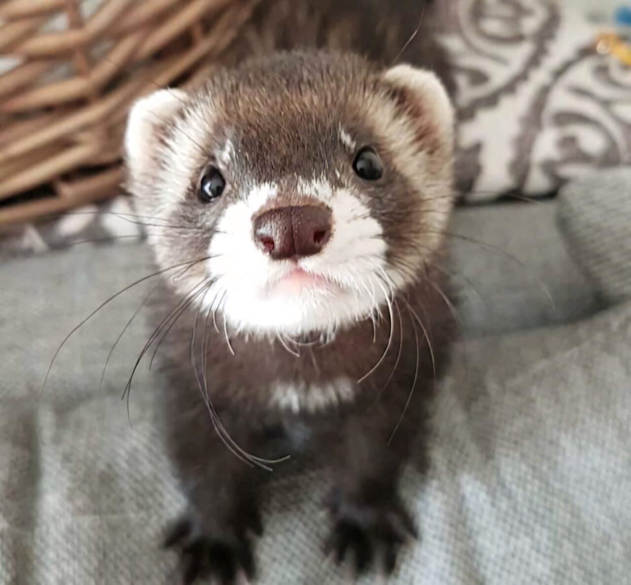 Curious Ferret in a Cozy Setting Wallpaper | Background FREE Download ...