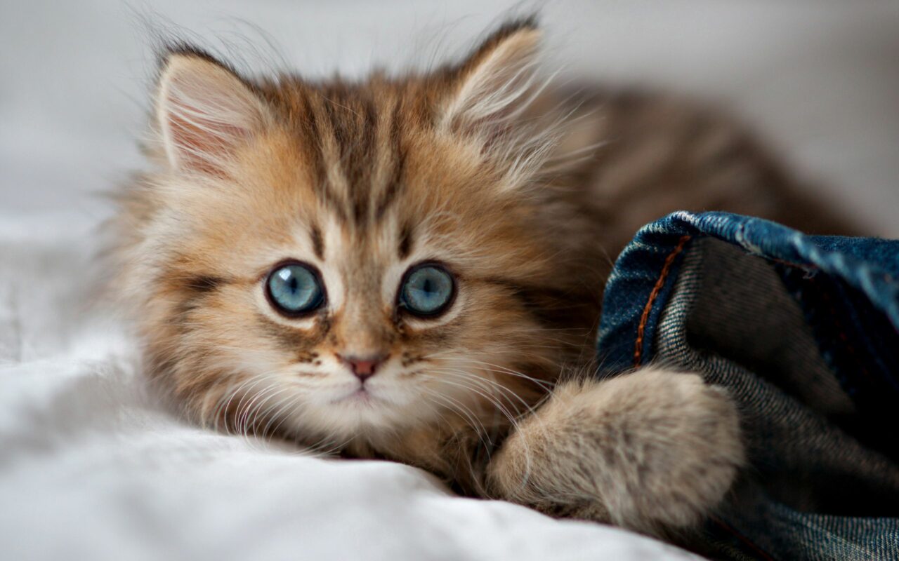 Charming Fluffy Kitty in Denim Wallpaper | Background FREE Download ...
