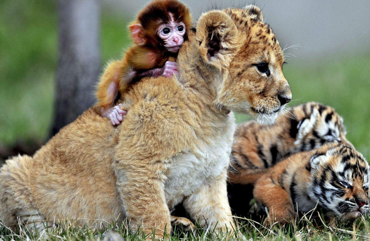 Cute Monkey and Lion Cub Friendship Wallpaper | Background FREE ...