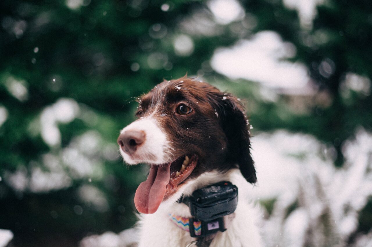 Cheerful Dog in Snowy Bliss Wallpaper | Background FREE Download ...